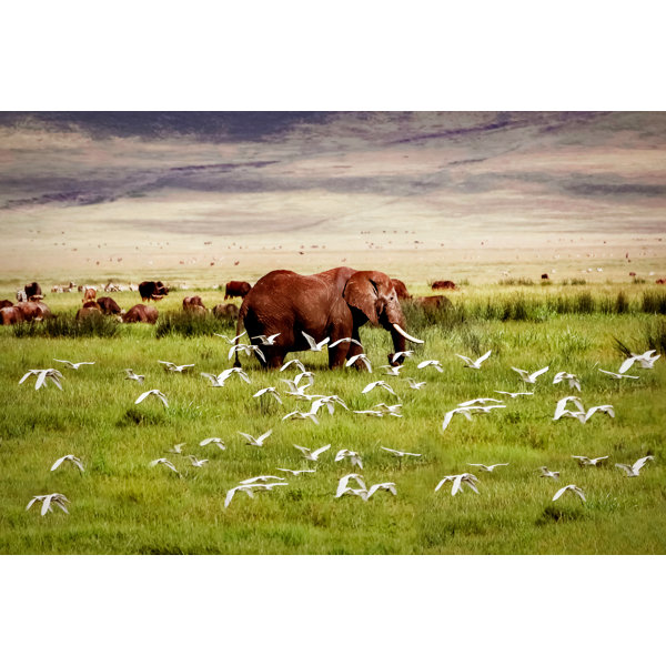 17 Stories Afrikanischer Elefant und Vögel im Ngorongoro-Krater von ... 17 Stories Afrikanischer Elefant und Vögel im Ngorongoro-Krater von ...